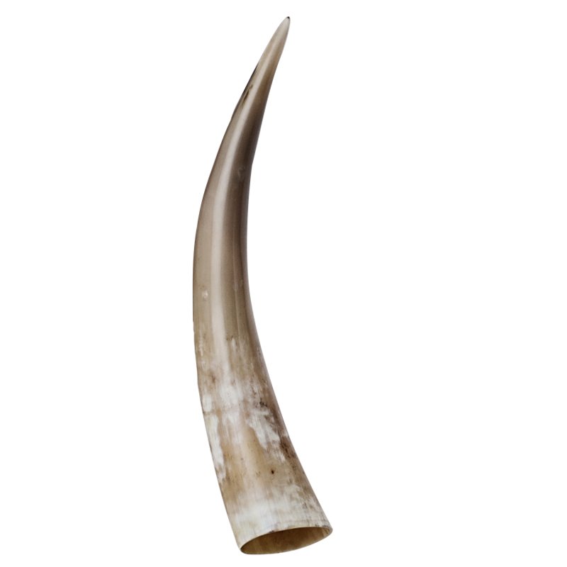 Polished horns 45-50 cm | Hornvarefabrikken - BUY ONLINE